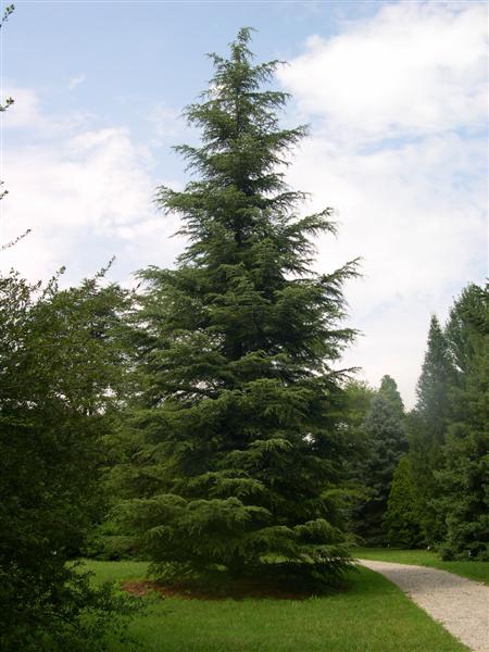Cedrus libani var. stenocoma Cedar of Lebanon Picture Detail