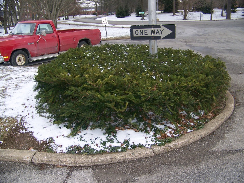 Taxus x media 'Chadwickii' Chadwick Yew Picture Detail
