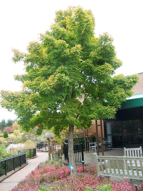 Acer triflorum Three Flowered Maple Picture Detail