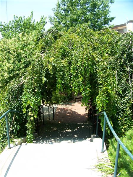 Celtis sinensis Green Cascade Green Cascade Weeping Japanese Hackberry ...