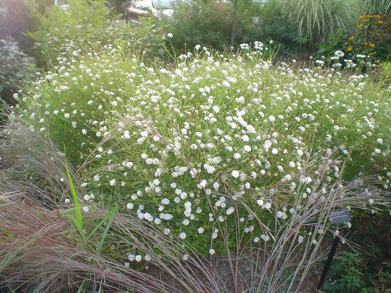 Kalimeris pinnatifida Mongolian Aster Picture Detail