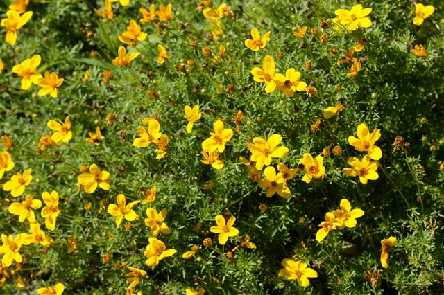 Bidens ferulifolia Goldilocks Rocks® Picture Detail