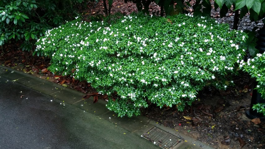 Tabernaemontana corymbosa on PlantPlaces.com