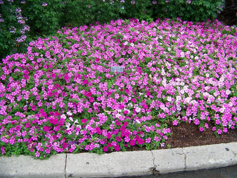 Detailed Pictures of Petunia Supertunia® Raspberry Blast in Trials