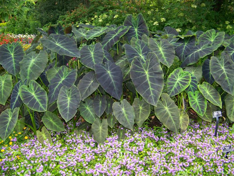 Detailed Pictures of Colocasia esculenta 'Illustris' in Trials