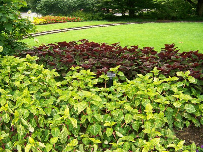 Detailed Pictures of Iresine 'Blazin' Lime' in Trials