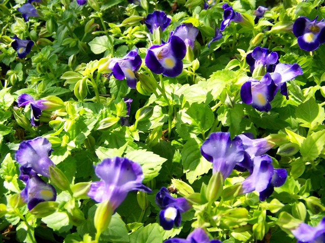 Detailed Pictures of Torenia CatalinaÂ® Midnight Blue in Trials