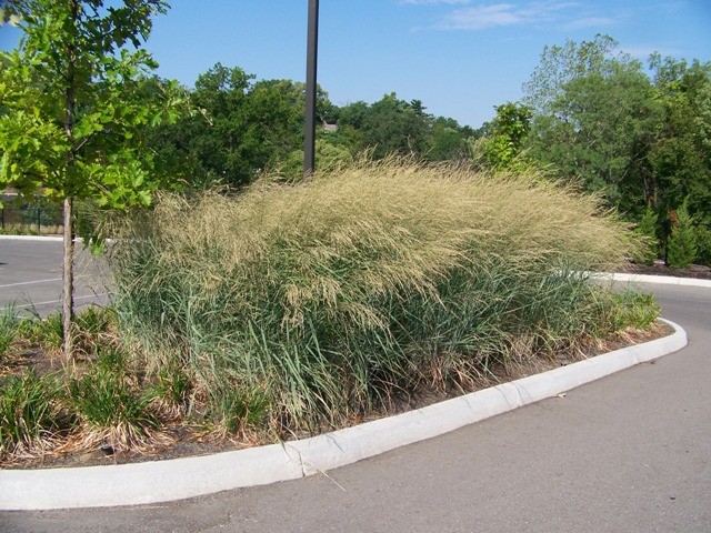 Detailed Pictures of Panicum amarum 'Dewey Blue' in Trials