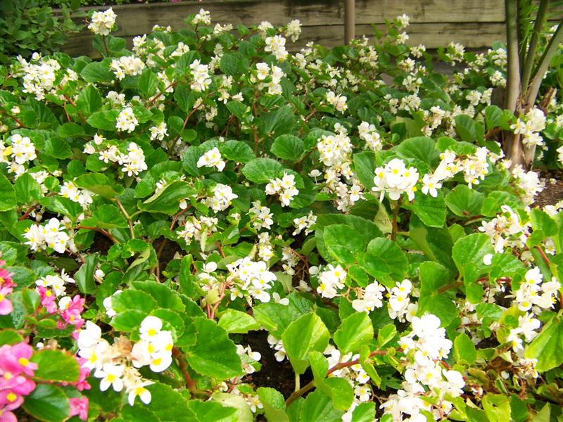 Detailed Pictures of Begonia hybrida Baby Wing White in Trials