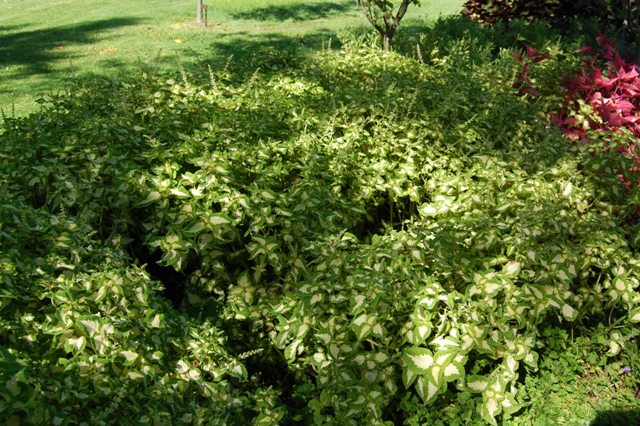 Detailed Pictures of Solenostemon Wizard Jade Coleus in Trials