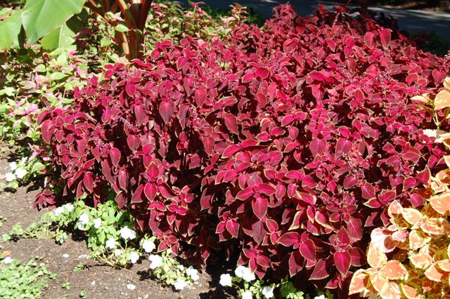 Detailed Pictures of Solenostemon Wizard 'Velvet Red' Coleus in Trials